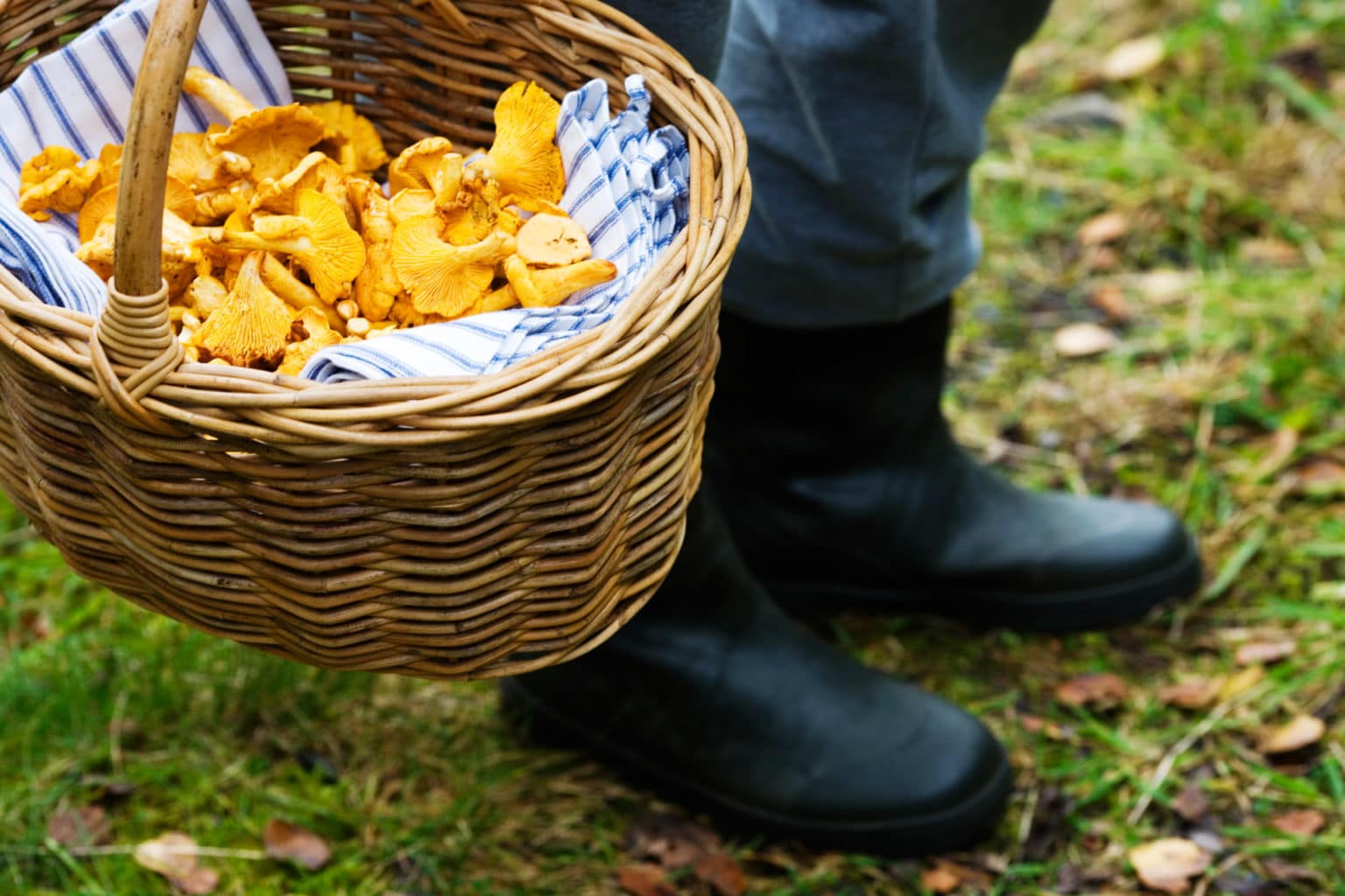 Slik steker du sopp – og flere gode tips til tilbereding og oppbevaring ...